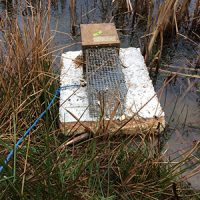Water Vole Survey - Ecology Services Ltd