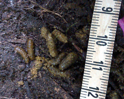 Infrastructure Project - West Lancashire - Ecology Services Ltd